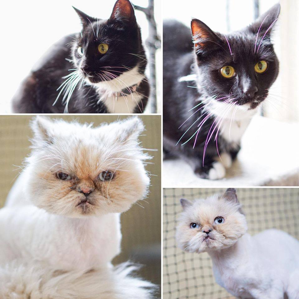 3575/3576 - Flora & Tinka - Female Persian Cat in WA - PetRescue