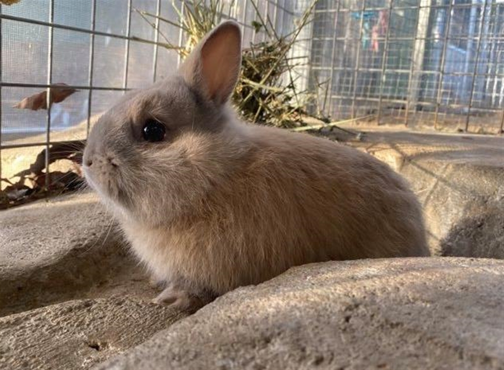 Jedi - Male Netherland Dwarf Mix Rabbit in ACT - PetRescue