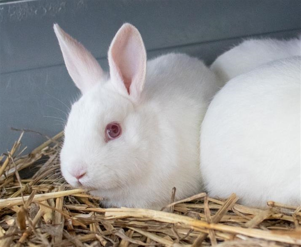 Snow white - Female Netherland Dwarf Mix Rabbit in ACT - PetRescue