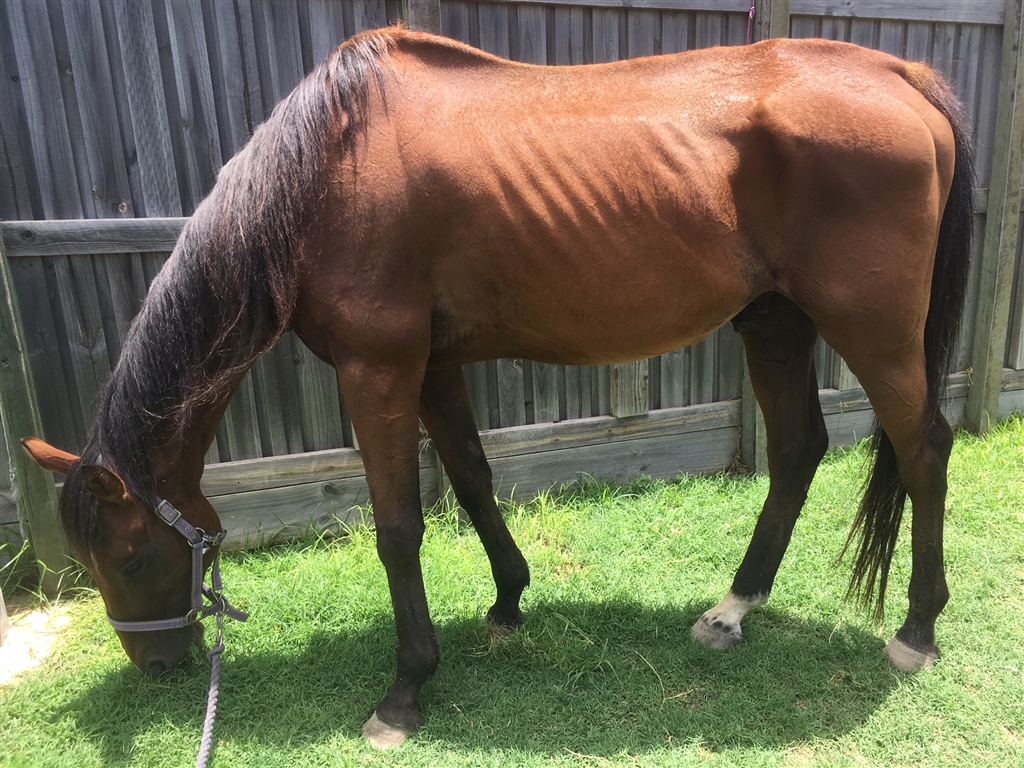 Murphy - Male Thoroughbred Mix Horse in QLD - PetRescue