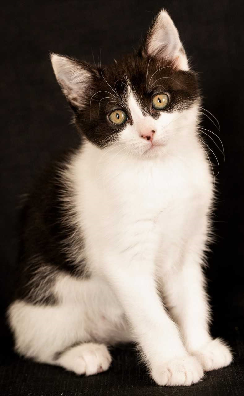 Aleah - Female Domestic Medium Hair Mix Cat in QLD - PetRescue