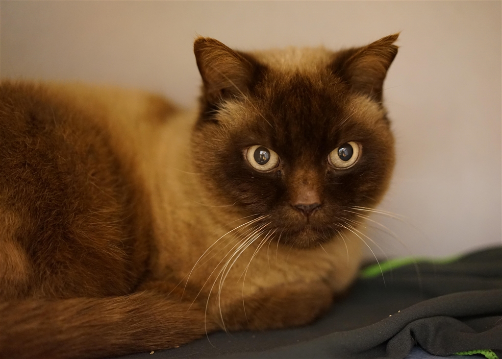 Marcellus - Male Layanese Mix Cat in QLD - PetRescue