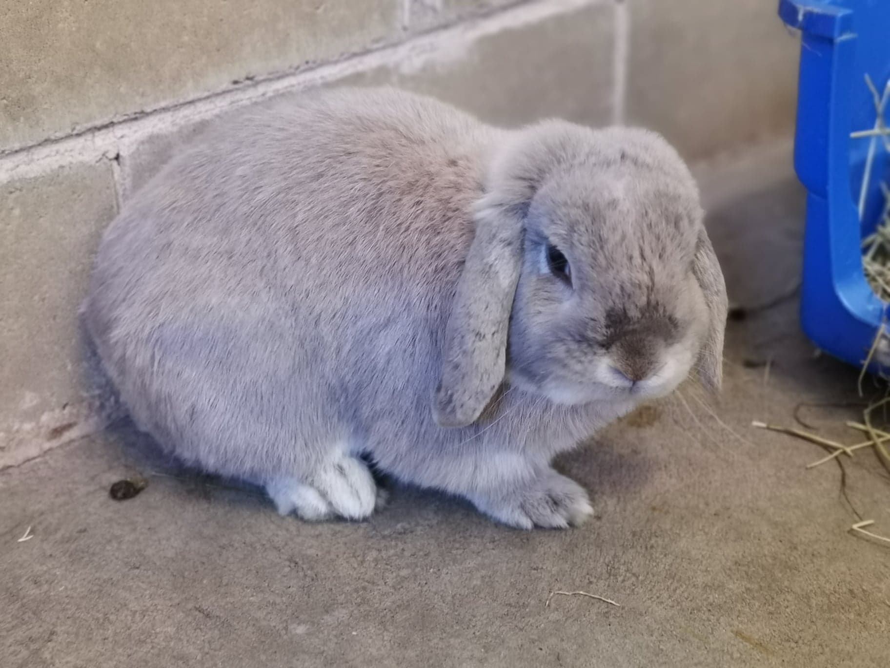 Bugsy - Male Rabbit in NSW - PetRescue