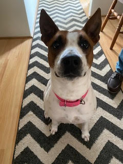 Meg DL2508 - Medium Female Staffy x Red Heeler Mix Dog in WA - PetRescue