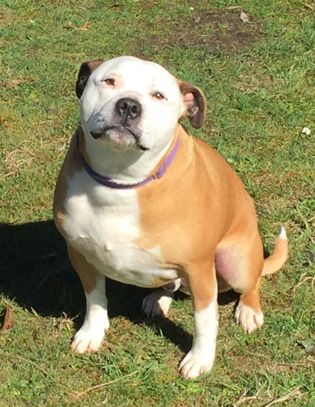 Busta - Medium Male English Staffordshire Bull Terrier Mix Dog in TAS ...