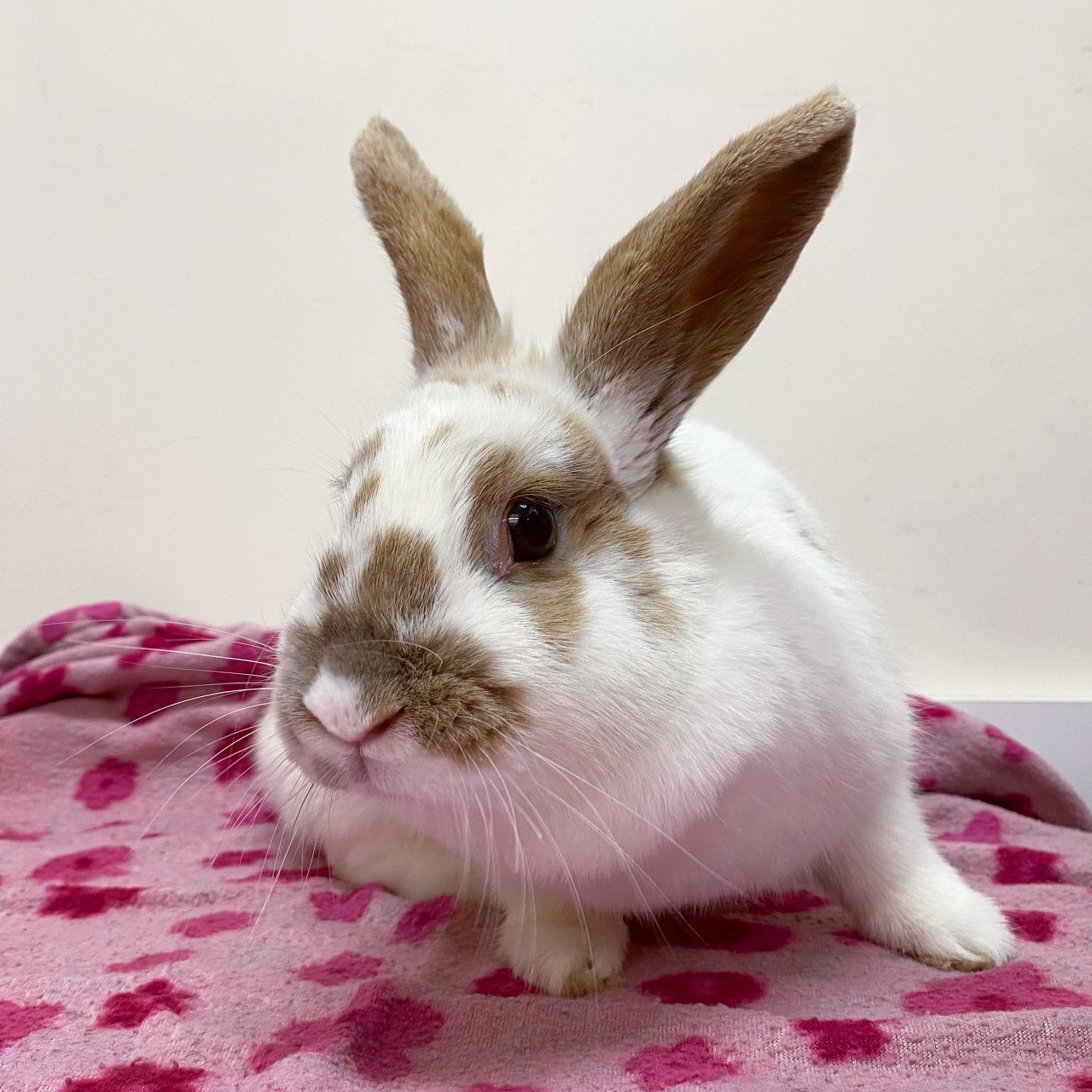 Sophie - Female Domestic Rabbit in VIC - PetRescue