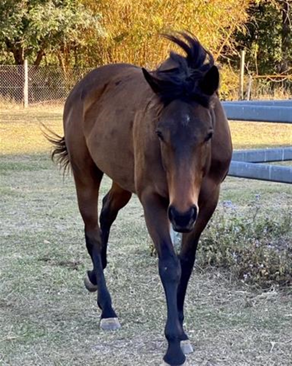 Lula - Female Thoroughbred Mix Horse in QLD - PetRescue
