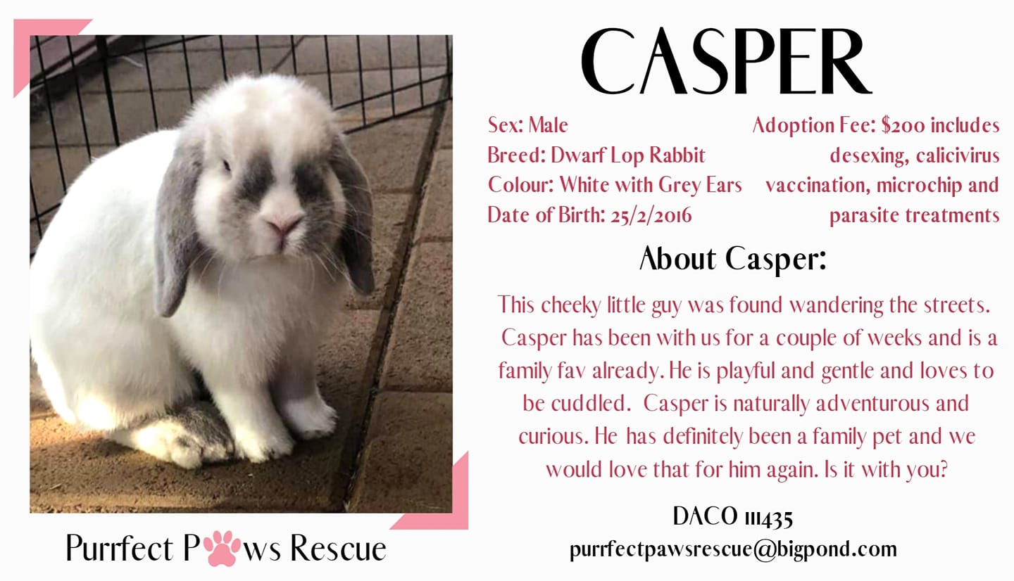 Casper - Male Rabbit in SA - PetRescue