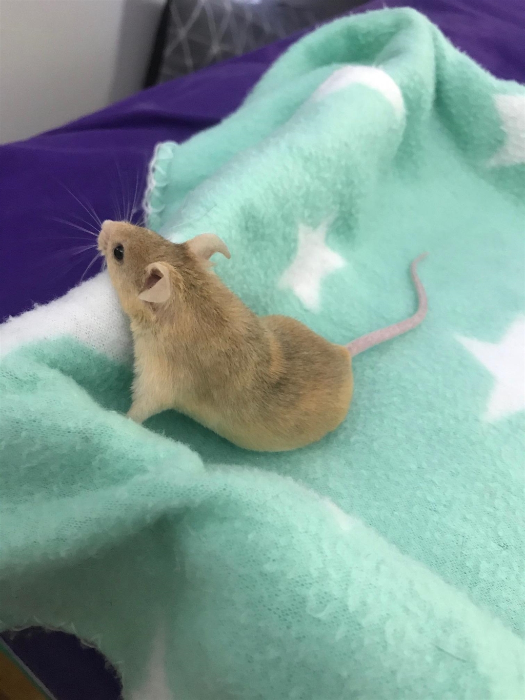 Sunflower - Female Mouse Mix Rodent in QLD - PetRescue