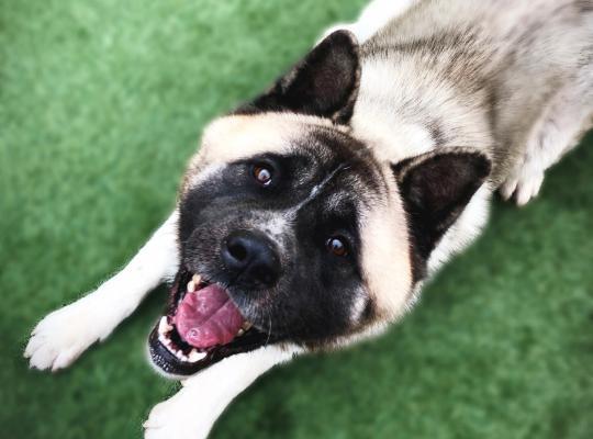 Midnight - Large Male American Akita Dog in VIC - PetRescue