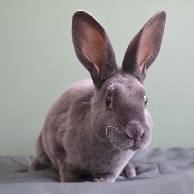 Willow - Female Rex Rabbit in NSW - PetRescue
