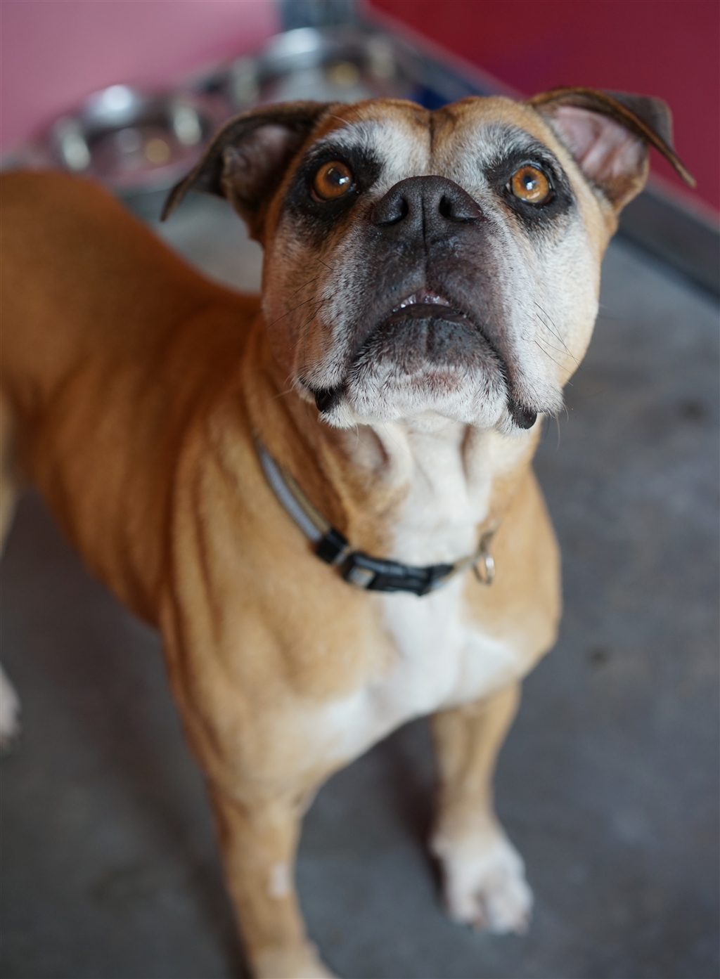 Georgie - Large Female Boxer x English Staffordshire Bull Terrier Mix ...