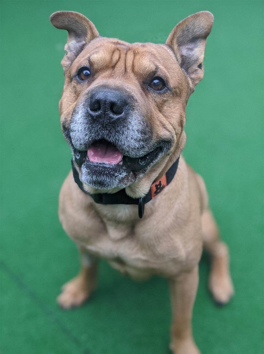 Wrinkles Crinkles - Medium Male Staffy x Sharpei Mix Dog in VIC - PetRescue