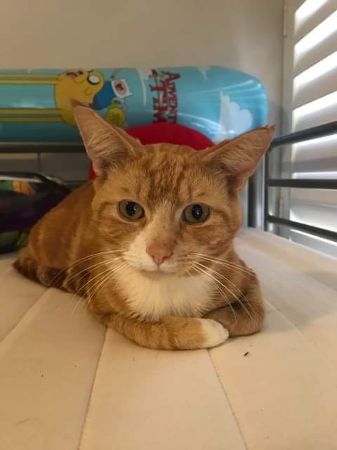 Coltrane - Male Domestic Short Hair Cat in SA - PetRescue