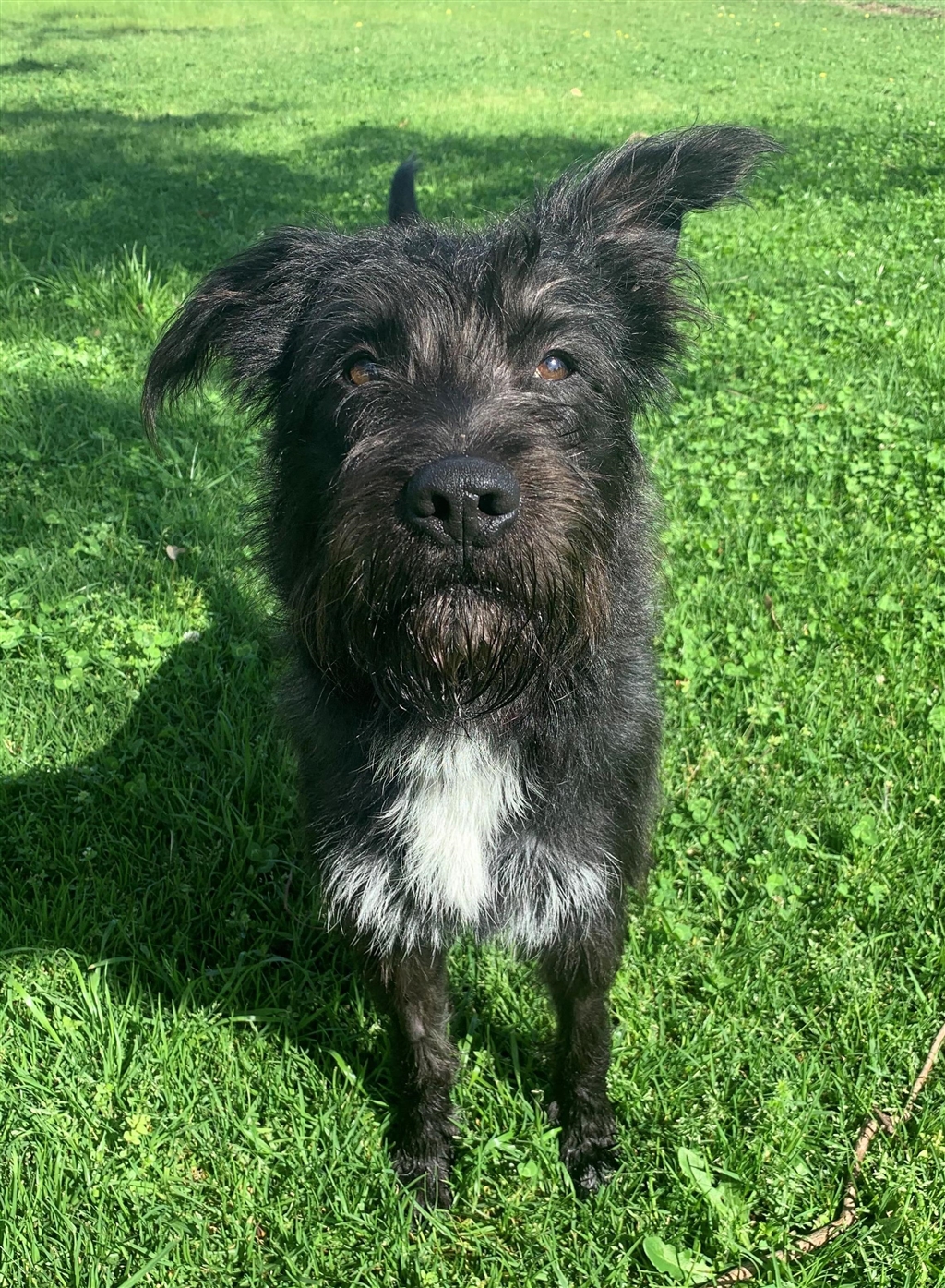 Ozzy - Large Male Large Mixed Breed Mix Dog in WA - PetRescue