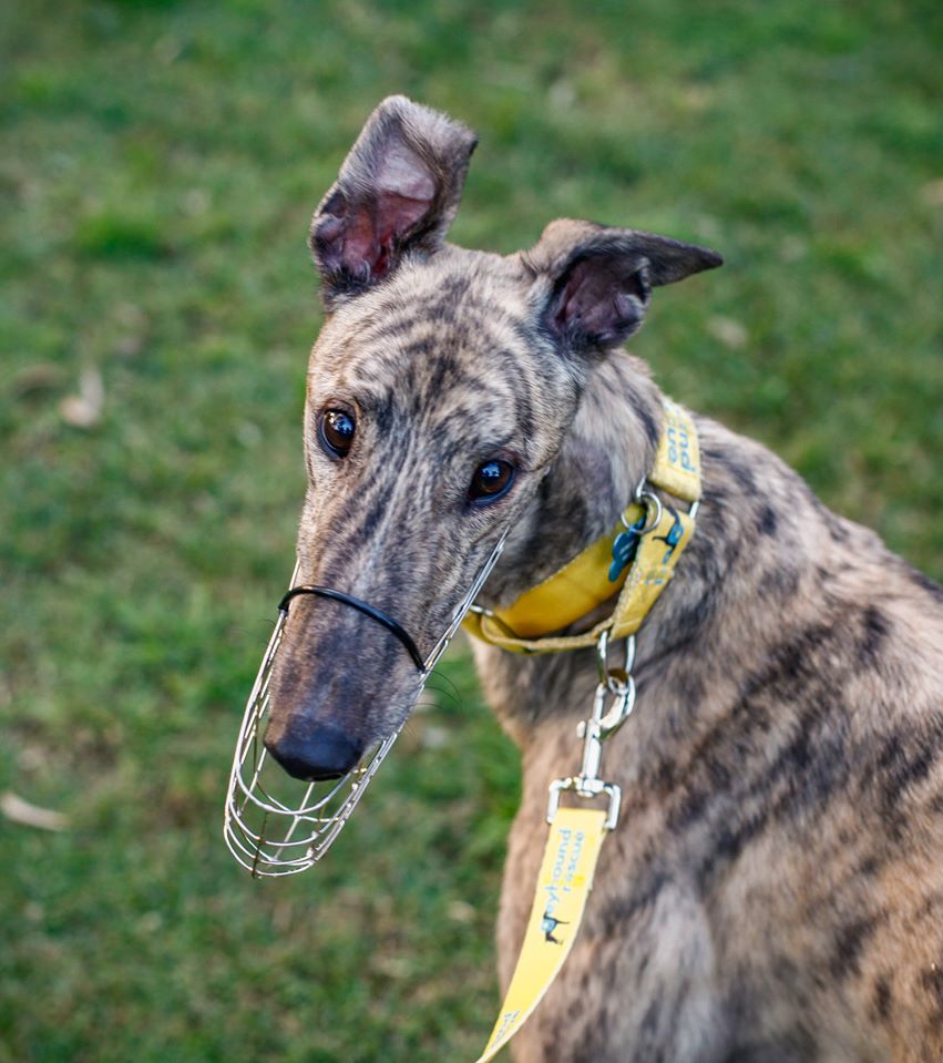 Ocean - Large Male Greyhound Dog in NSW - PetRescue