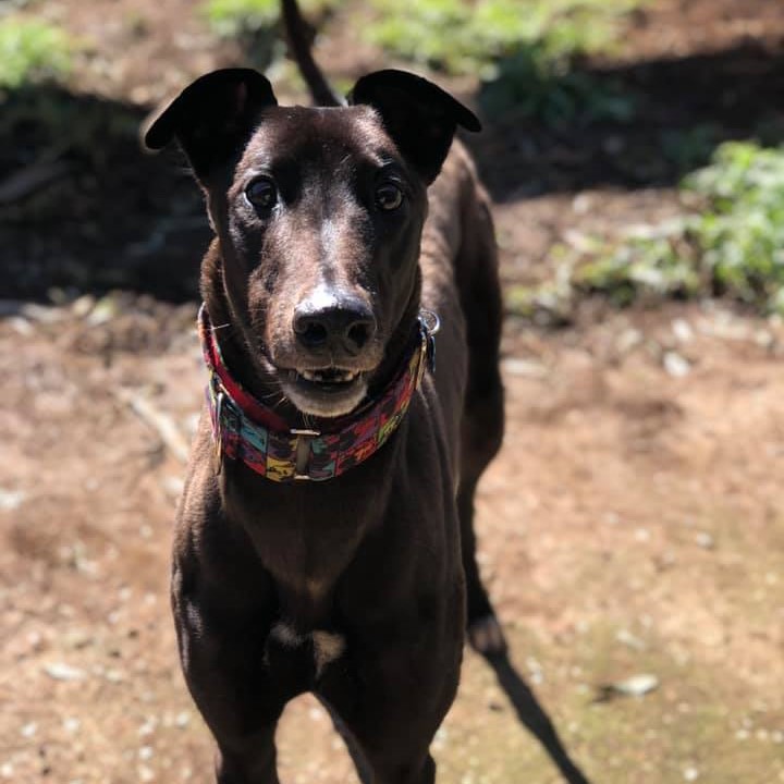 Stretch - Large Male Greyhound Dog in NSW - PetRescue
