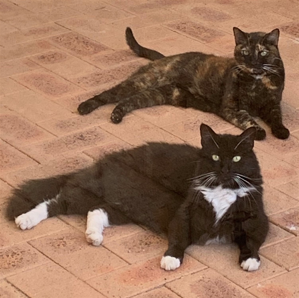 Obie - Male Domestic Longhair Mix Cat in WA - PetRescue