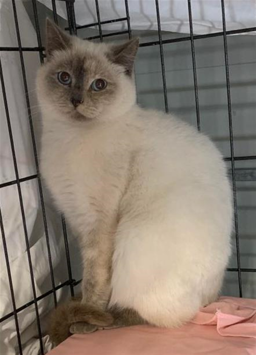 Peggy - Female Layanese x Siamese Mix Cat in QLD - PetRescue