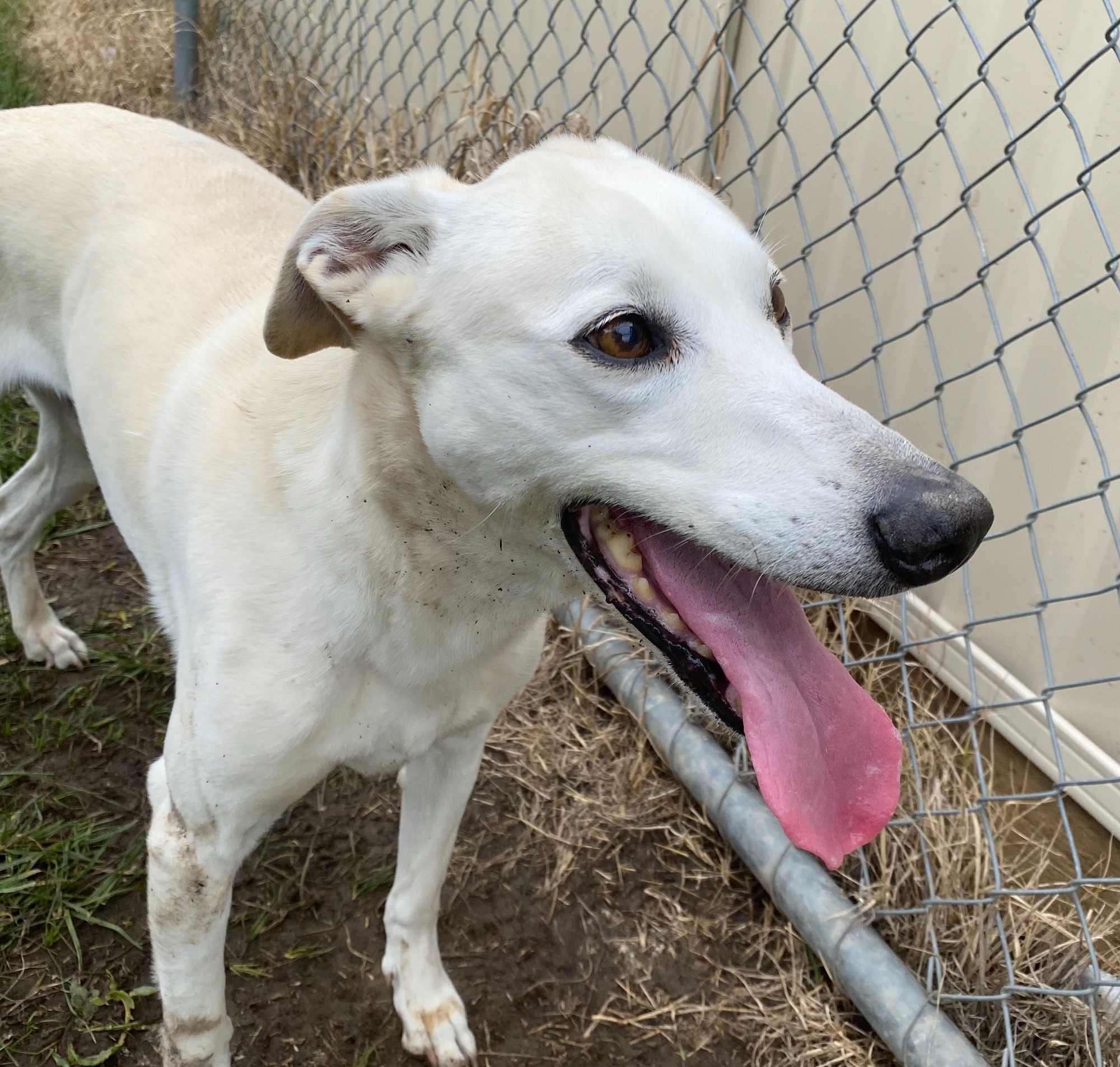 Ben - Large Male Labrador x Whippet Mix Dog in VIC - PetRescue