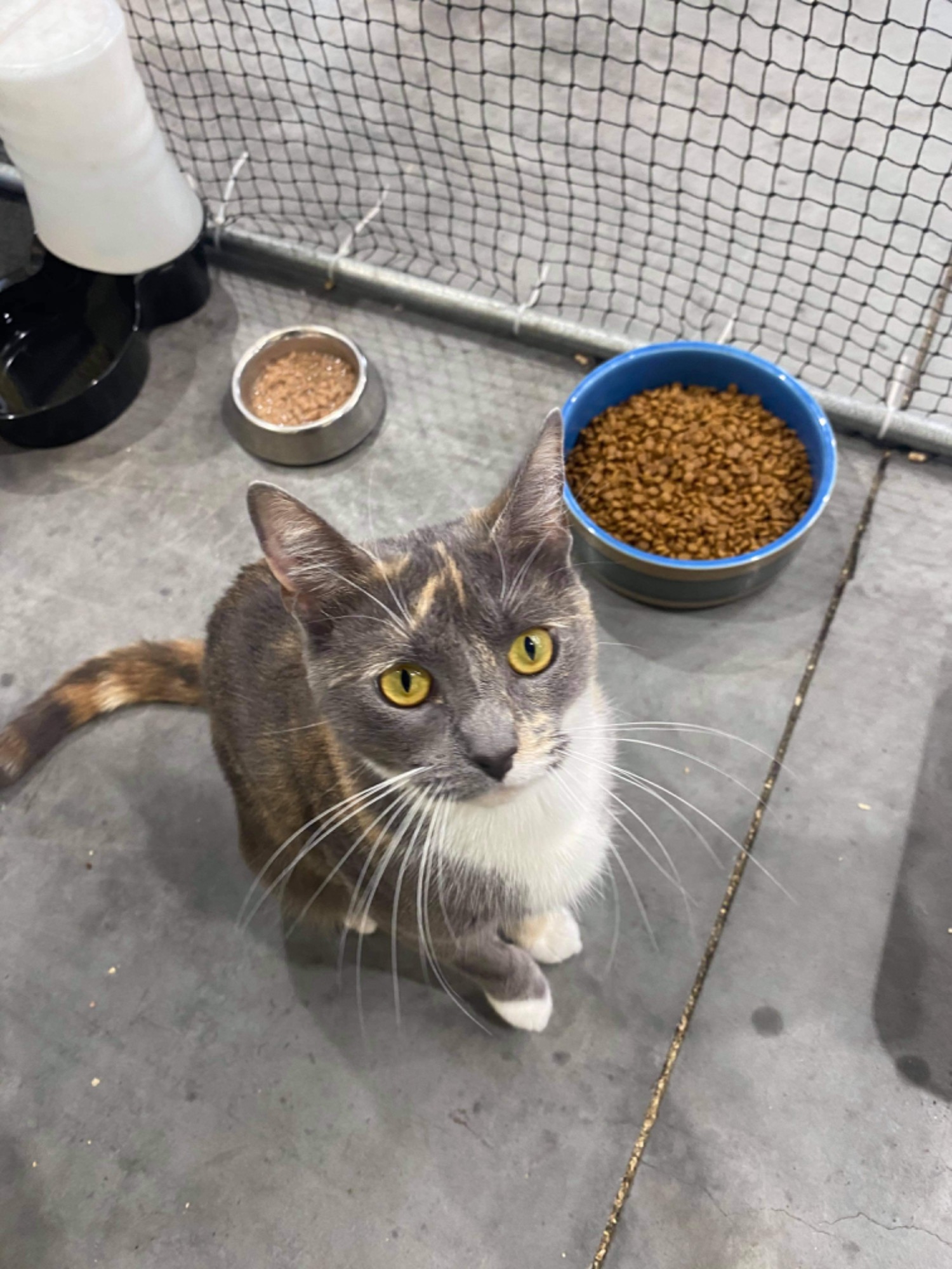 Sheeba - Female Domestic Short Hair Cat in NSW - PetRescue