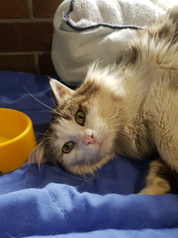 Tonga - Male Domestic Medium Hair Cat in VIC - PetRescue