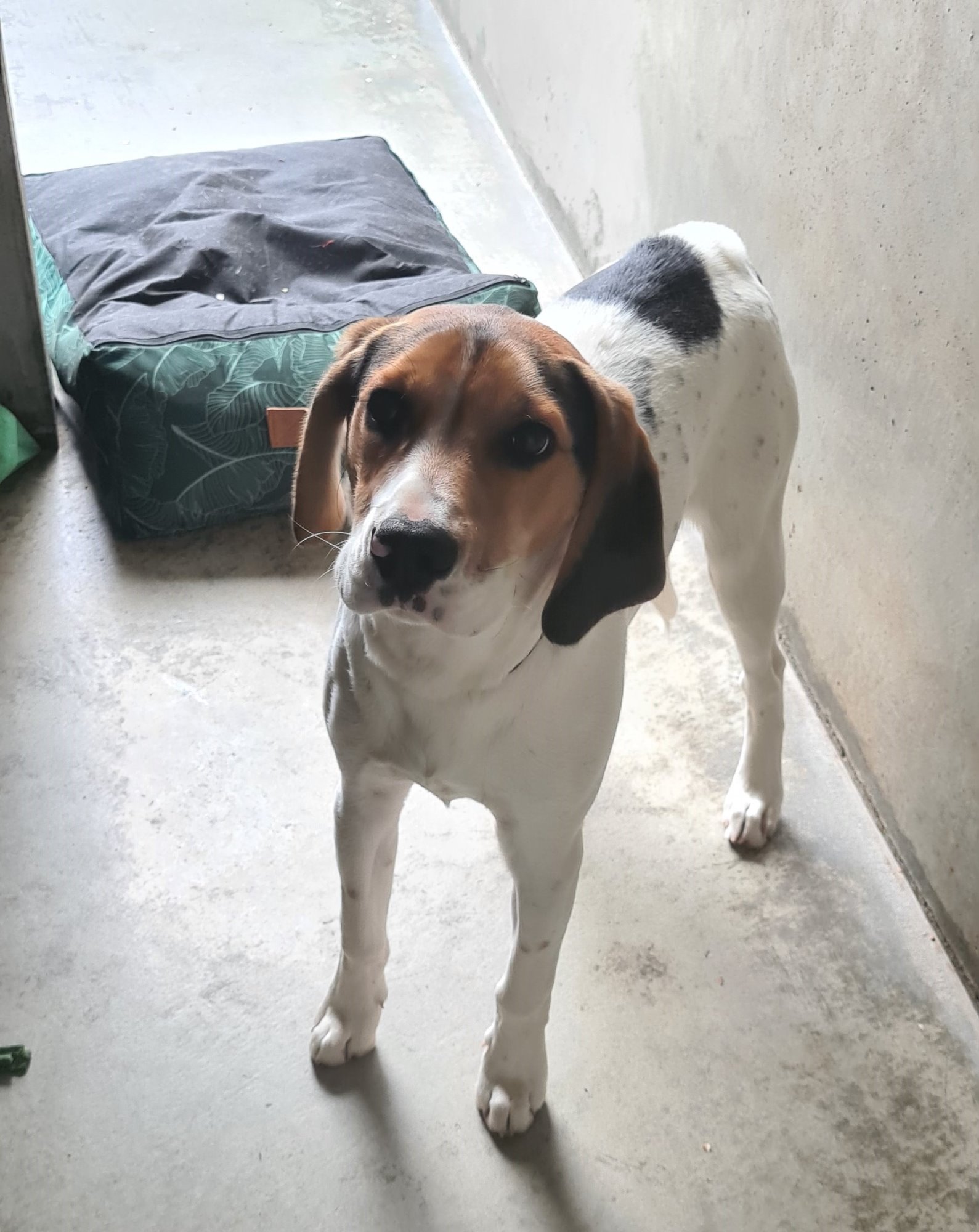 Hugo - Medium Male Beagle x Foxhound Dog in NSW - PetRescue