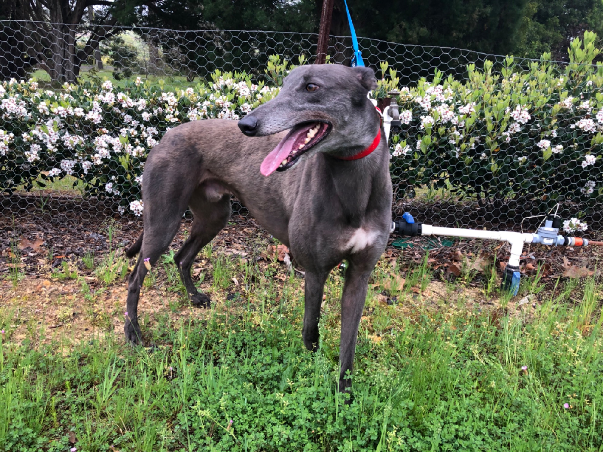 Bluey - Large Male Greyhound Dog in NSW - PetRescue