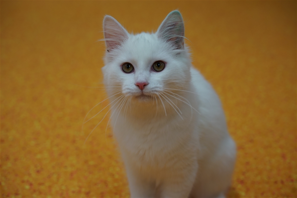 Prince - Male Chinchilla Mix Cat in QLD - PetRescue