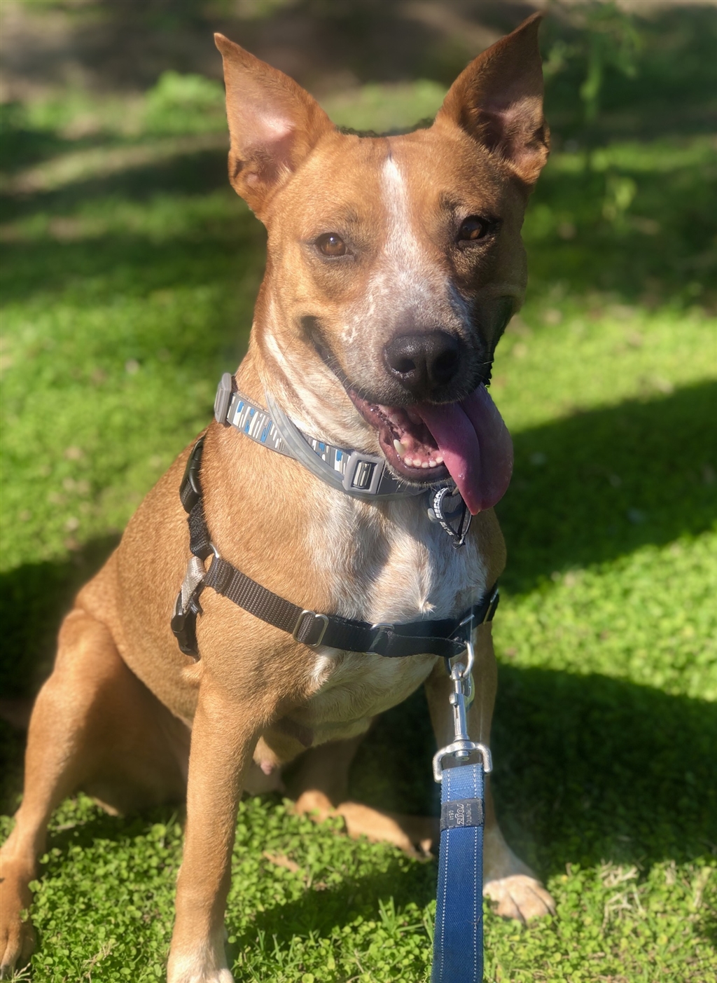 Bambi - Medium Female Australian Cattle Dog x American Staffordshire ...