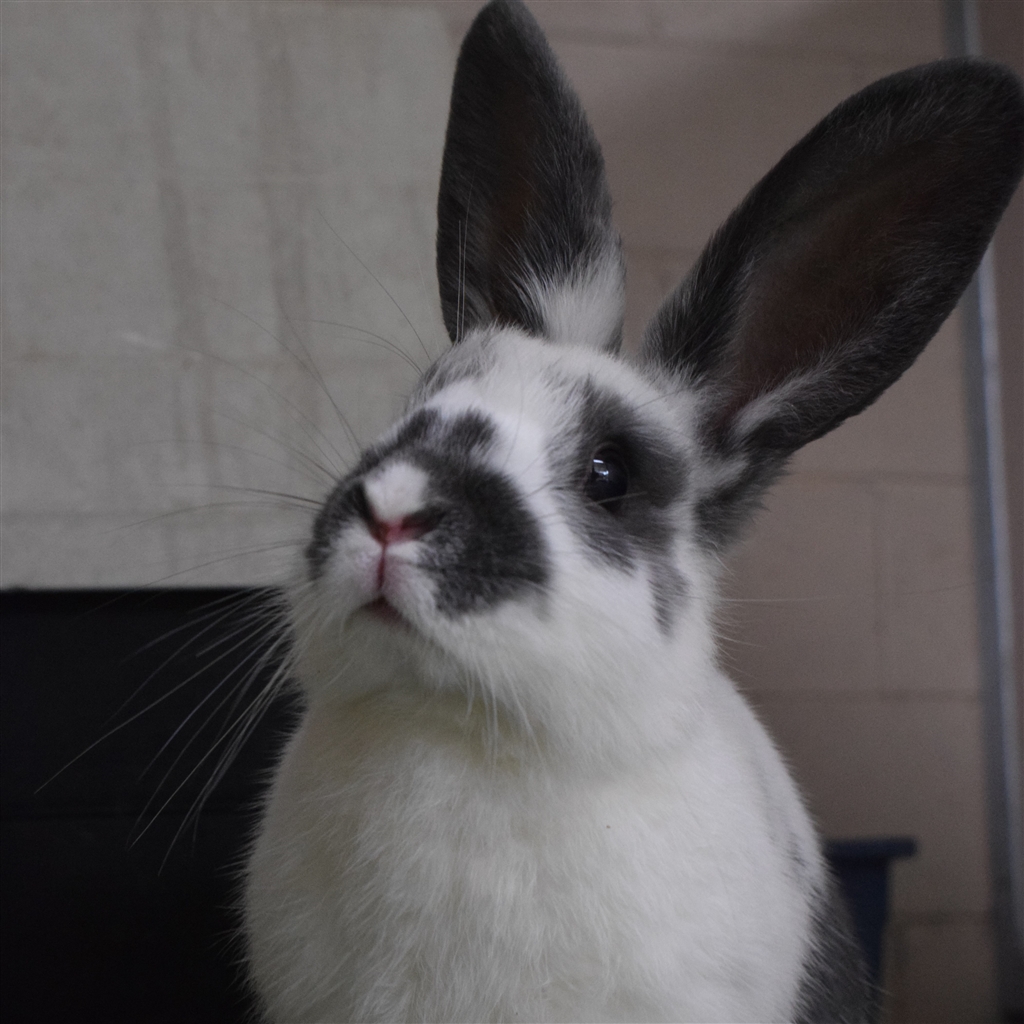 Viola - Female Flemish Giant Mix Rabbit in VIC - PetRescue