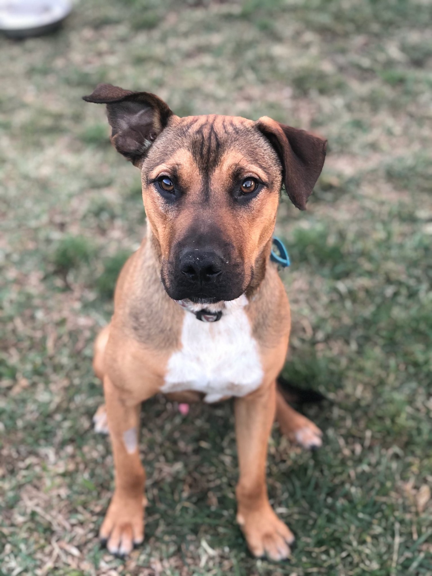 Sooky - Large Male Bull Arab Mix Dog in QLD - PetRescue