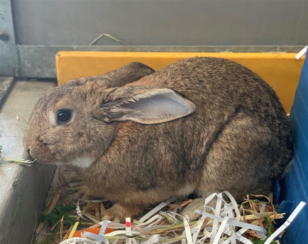 Ashton Hutcher - Male Bunny Rabbit Mix Rabbit in WA - PetRescue
