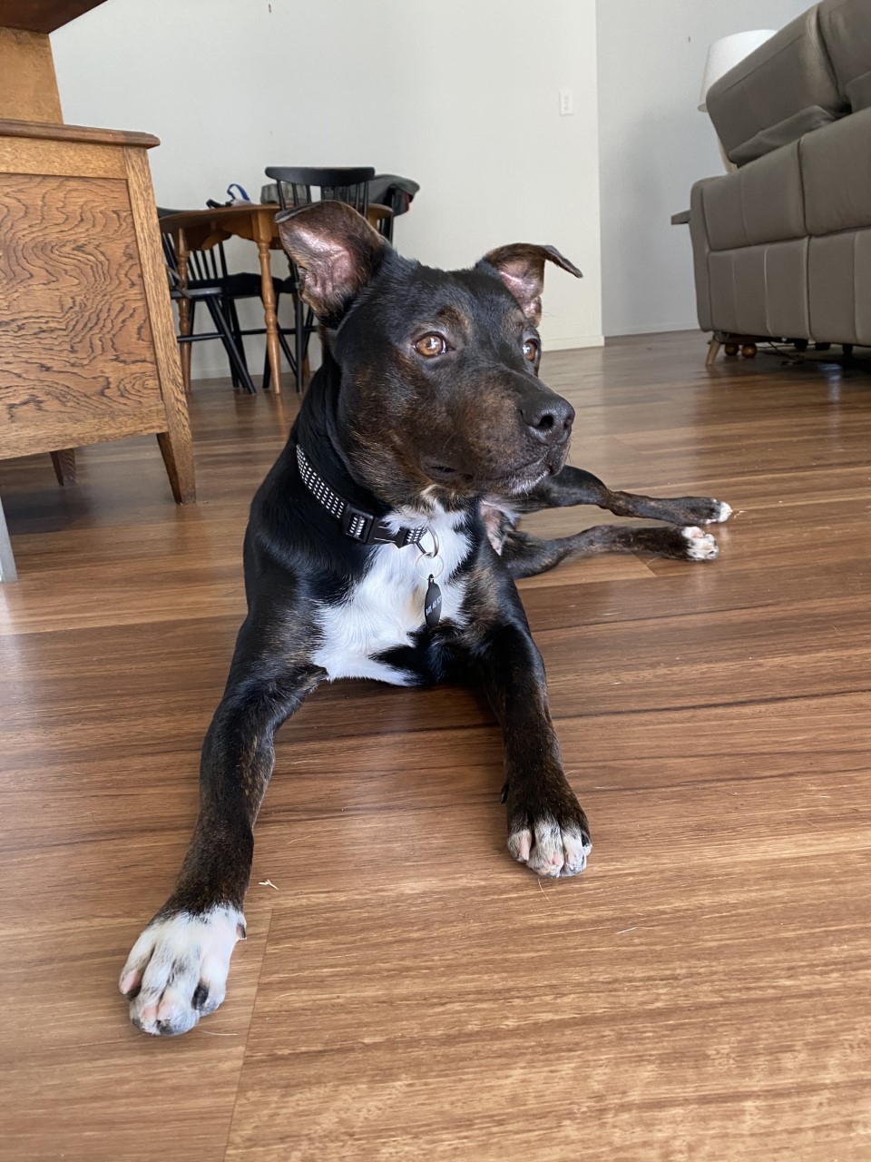 D572 Digby - Medium Male Mixed Breed Mix Dog in NSW - PetRescue