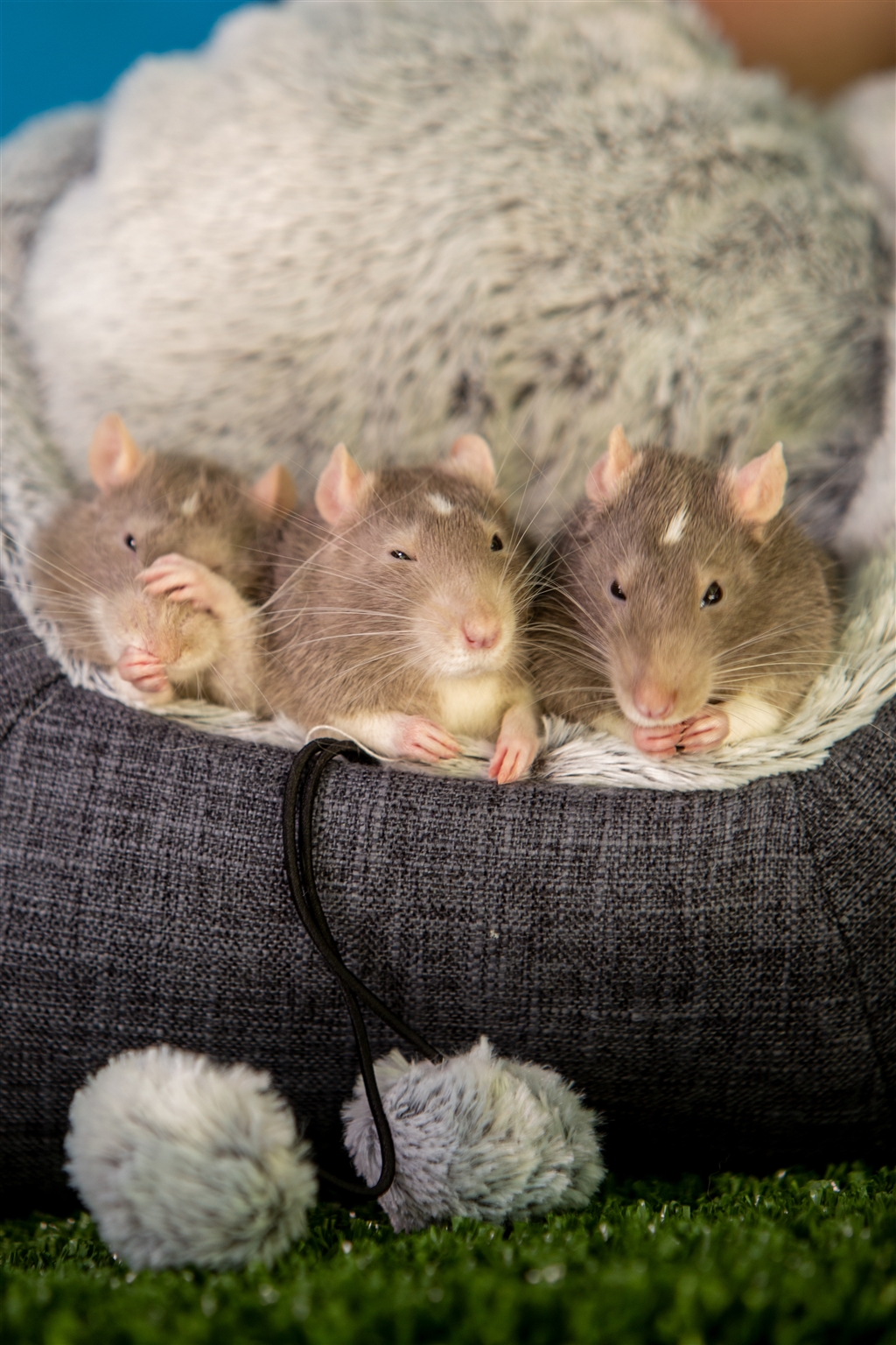 Finn - Male Rat Mix Rodent in QLD - PetRescue