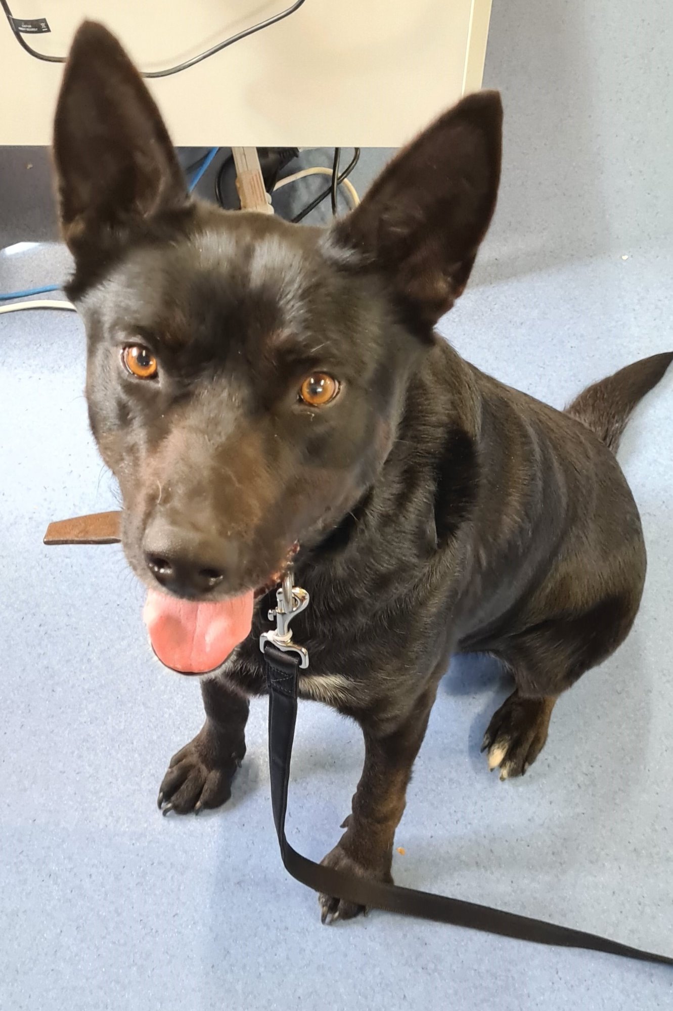 Alfie - Medium Male Kelpie x Labrador Mix Dog in NSW - PetRescue