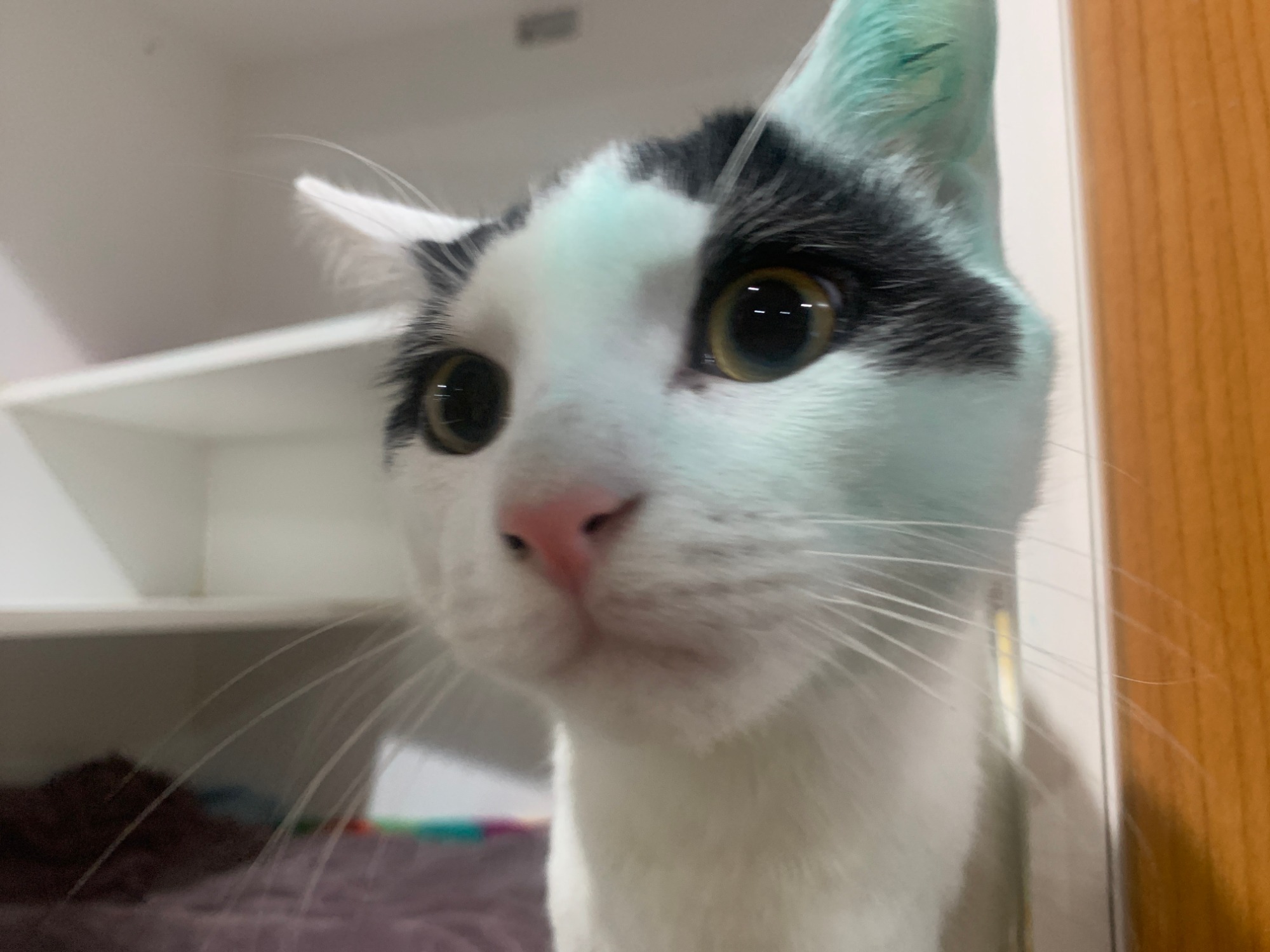 Coco - Male Domestic Short Hair Cat in VIC - PetRescue