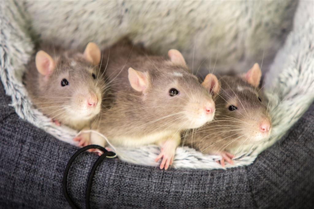 Remy - Male Rat Mix Rodent in QLD - PetRescue