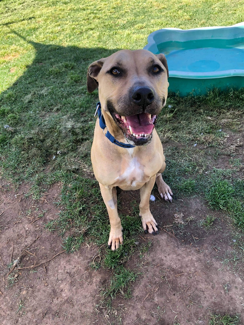 Lena - Medium Female Staffordshire Terrier Mix Dog in NSW - PetRescue