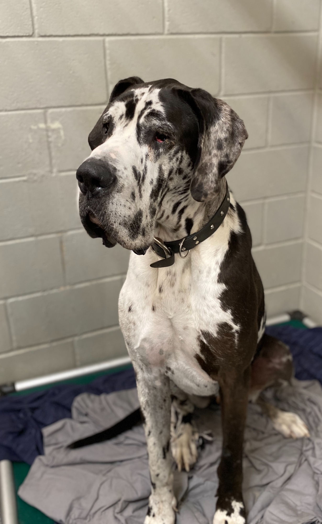 Dozer - Large Male Great Dane Dog in VIC - PetRescue