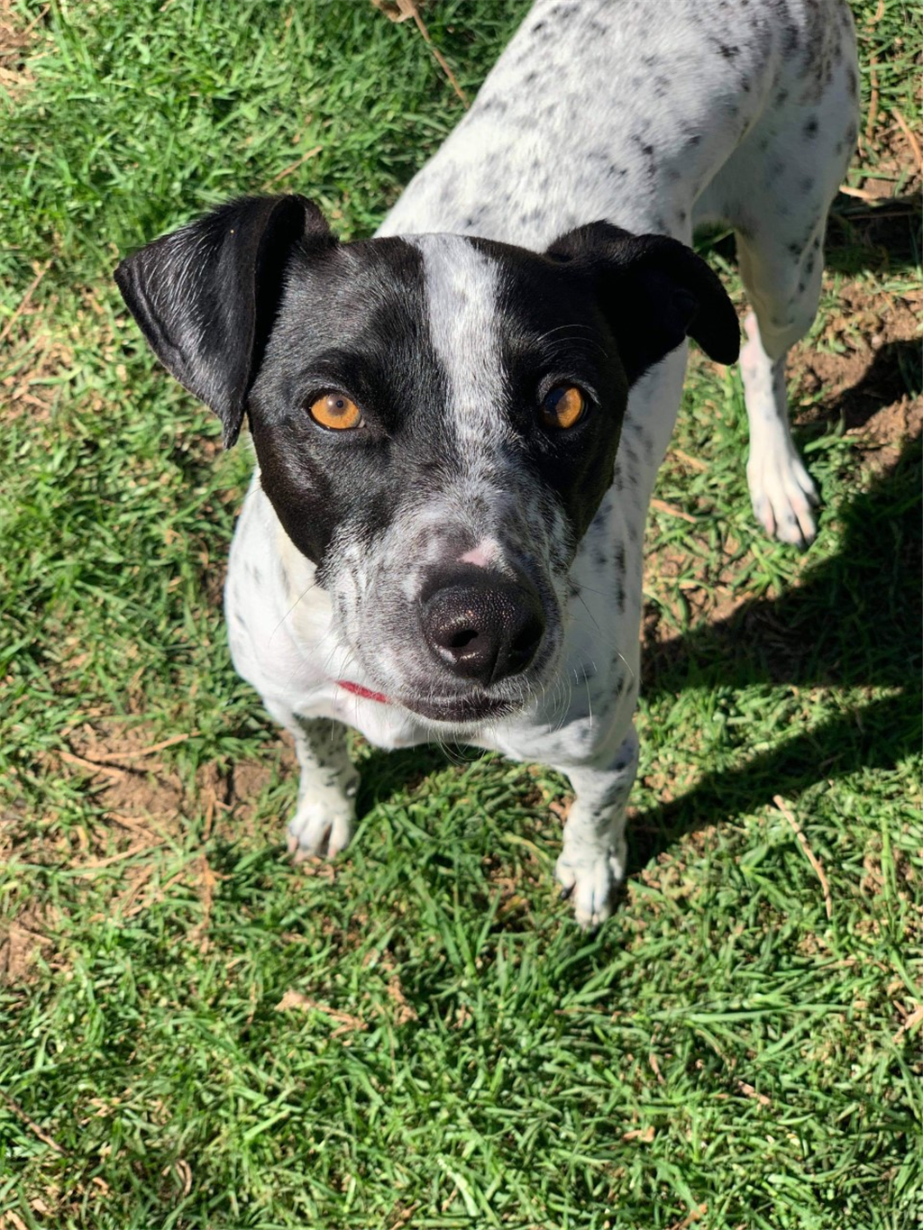 Oliver - Medium Male Jack Russell Terrier x Australian Cattledog Mix ...