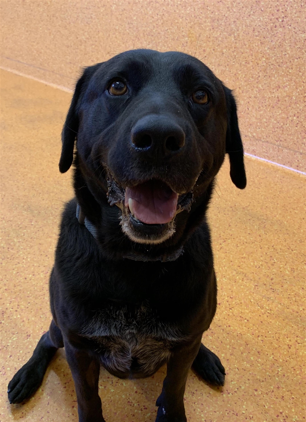 Eddie - Medium Male Labrador Retriever Mix Dog in QLD - PetRescue