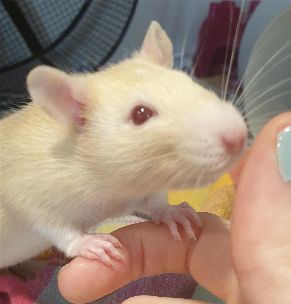 Gravity - Male Rat Mix Rodent in QLD - PetRescue