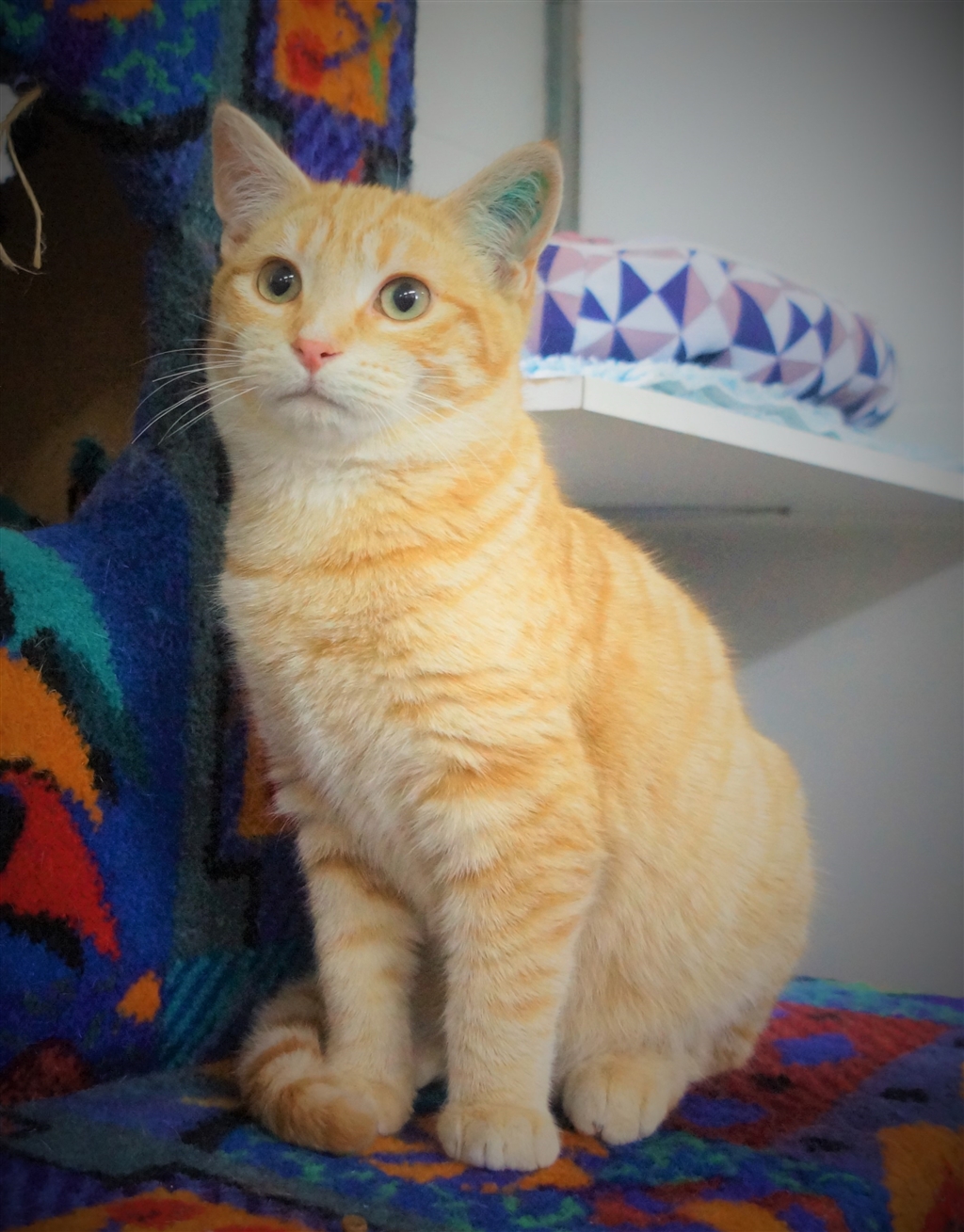 Hogie - Male Domestic Short Hair Mix Cat in TAS - PetRescue