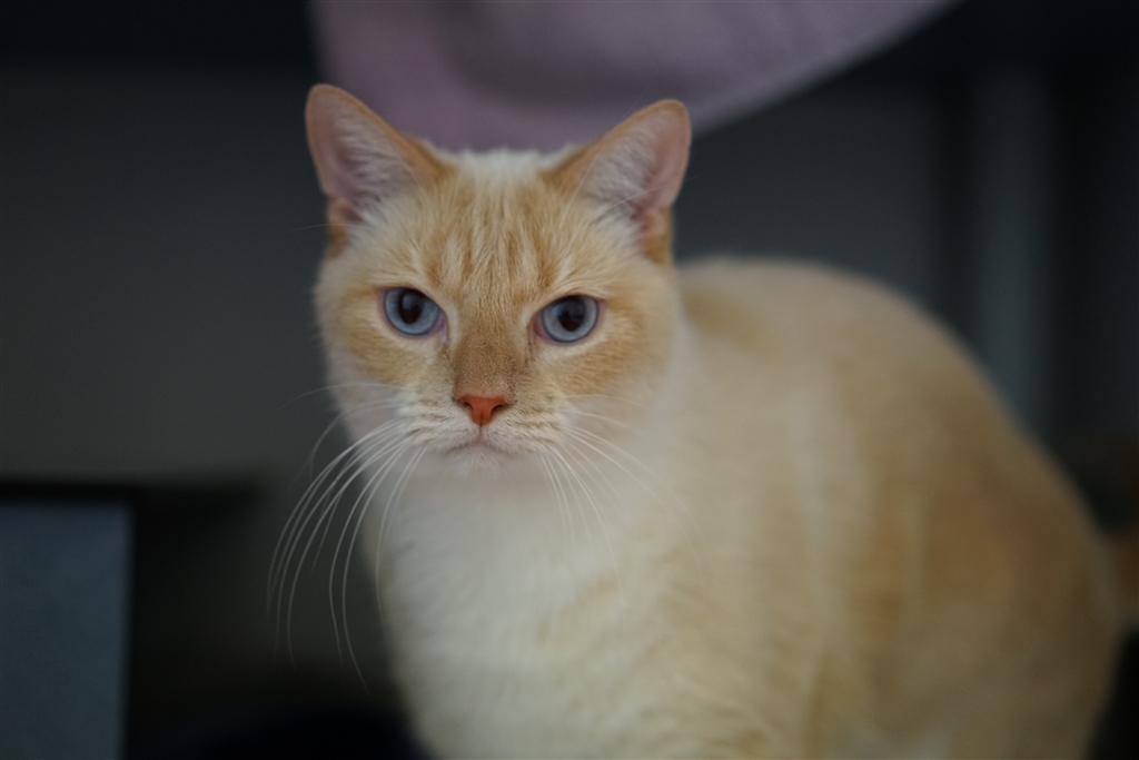 Momo - Male Layanese Mix Cat in QLD - PetRescue