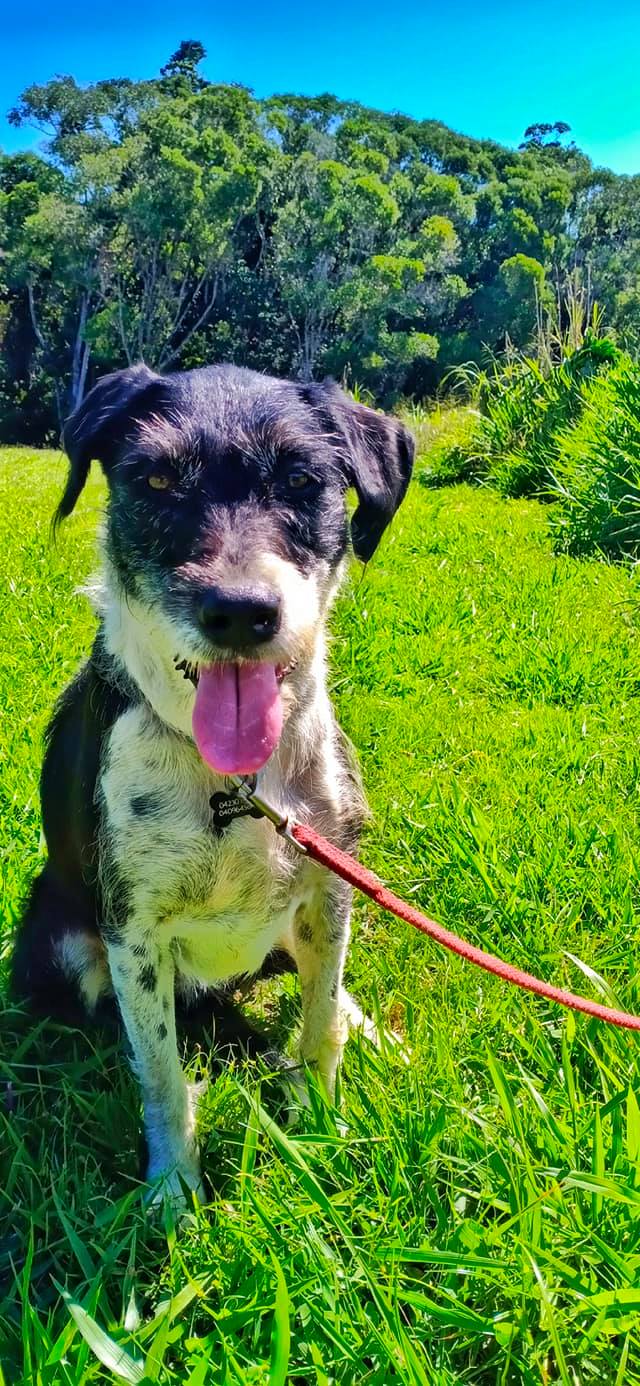 Lulu - Medium Female Irish Wolfhound x Border Collie Mix Dog in QLD ...