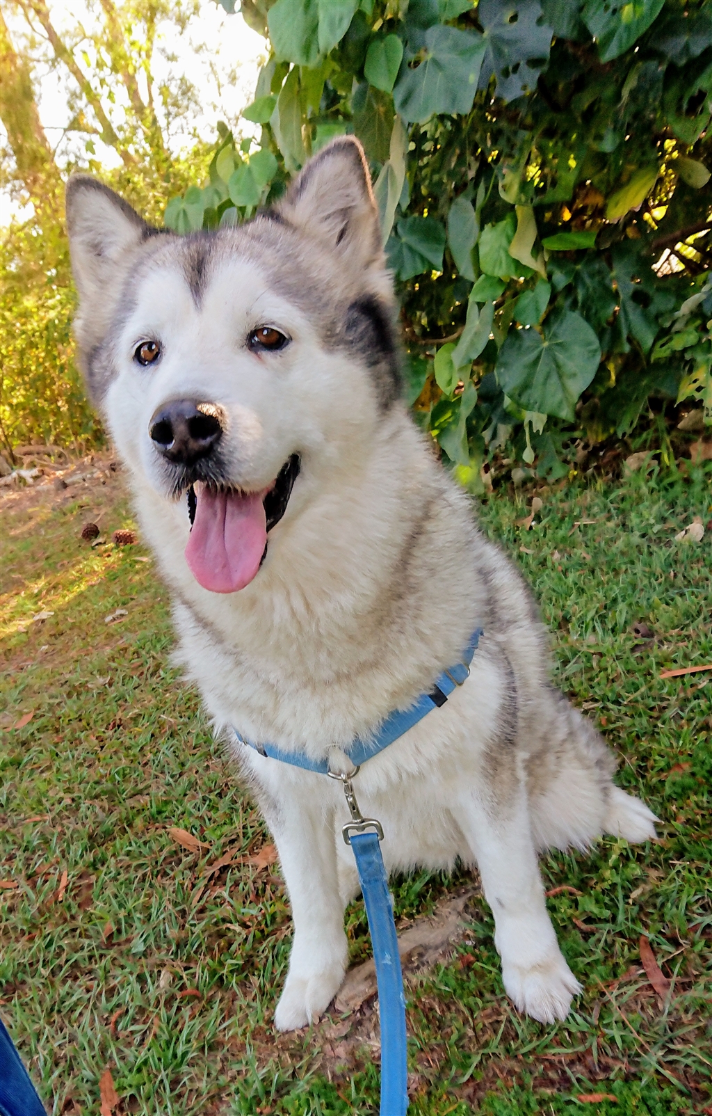 Donna - Large Female Alaskan Malamute x Siberian Husky Mix Dog in QLD ...