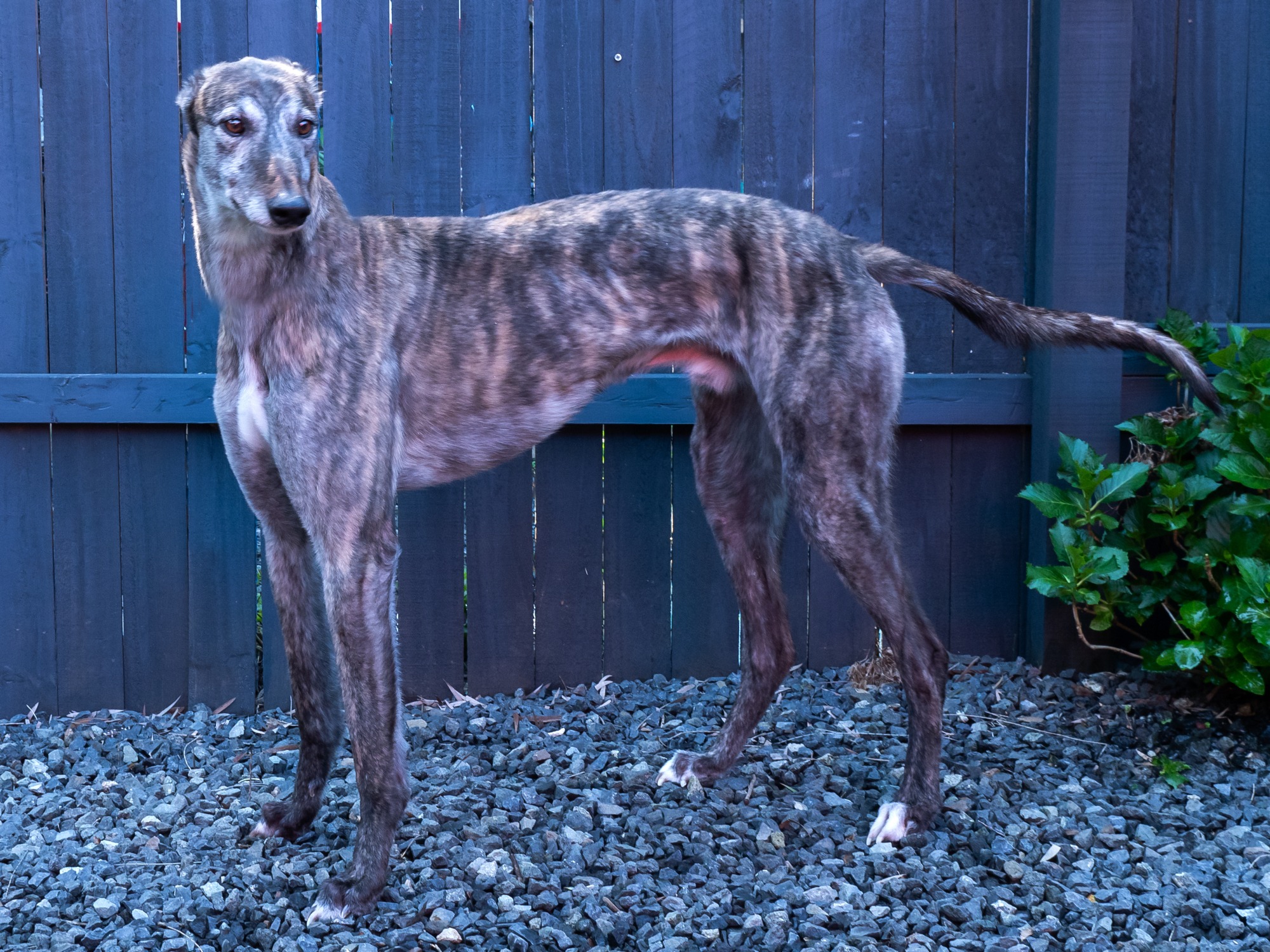 Stan - Large Male Greyhound Dog in NSW - PetRescue