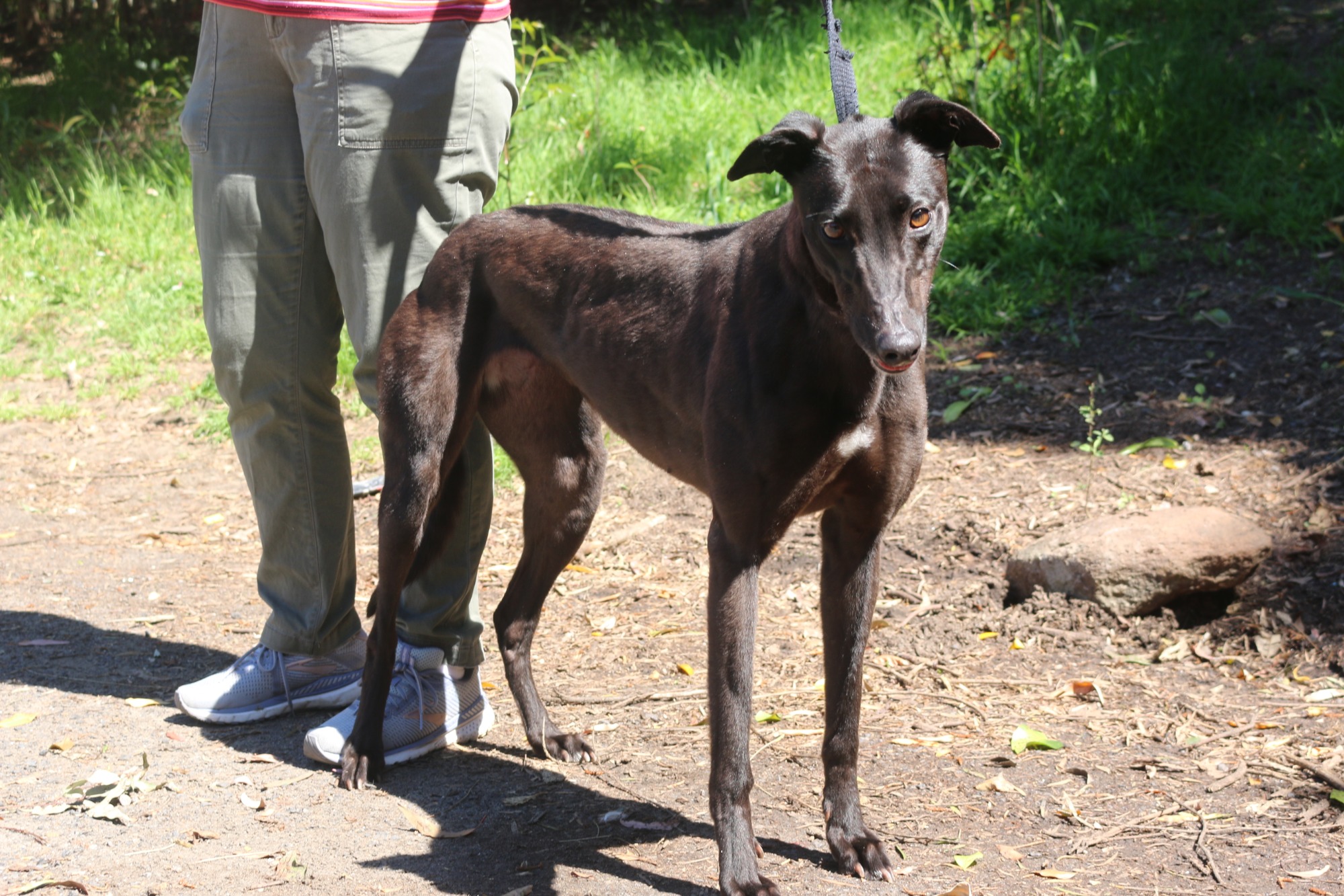 Natalie - Large Female Greyhound Dog in NSW - PetRescue