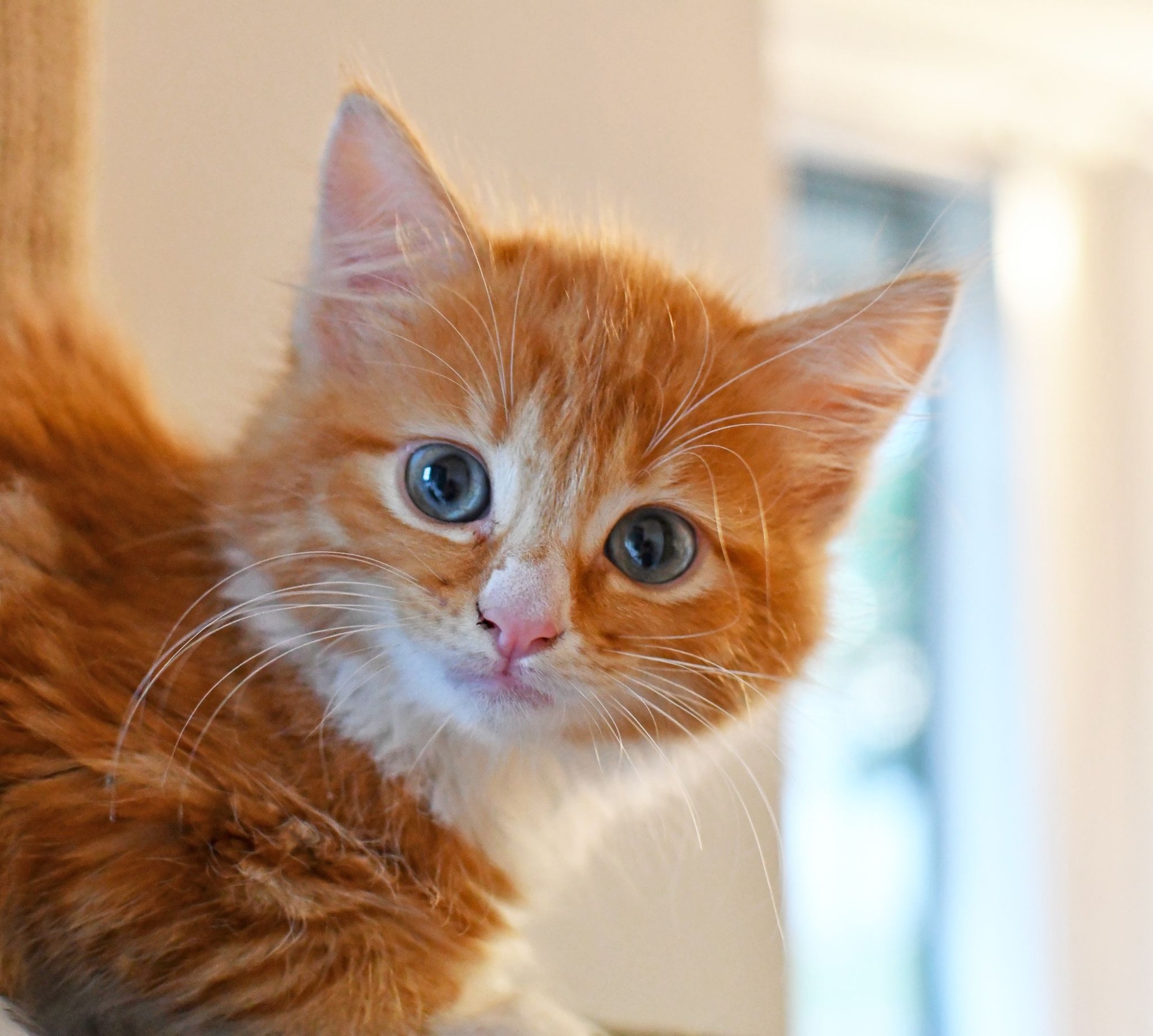 Diggle - Male Domestic Medium Hair Cat in QLD - PetRescue
